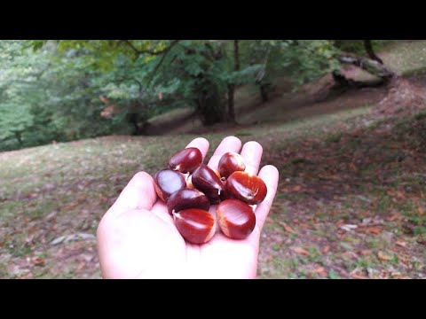 ŞABALID necə yığılır. Qəbələ Vəndam qəsəbəsi (КАШТАН, chestnut)