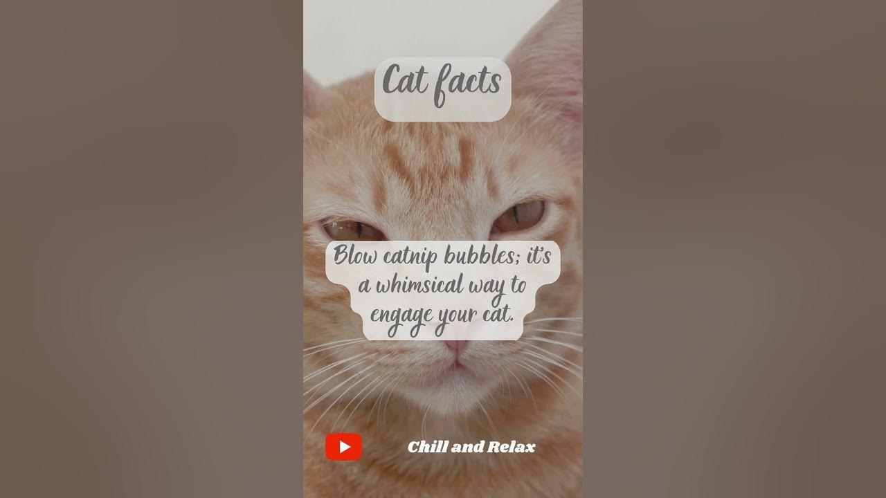 Epic Catnip Bubble Parties - YouTube