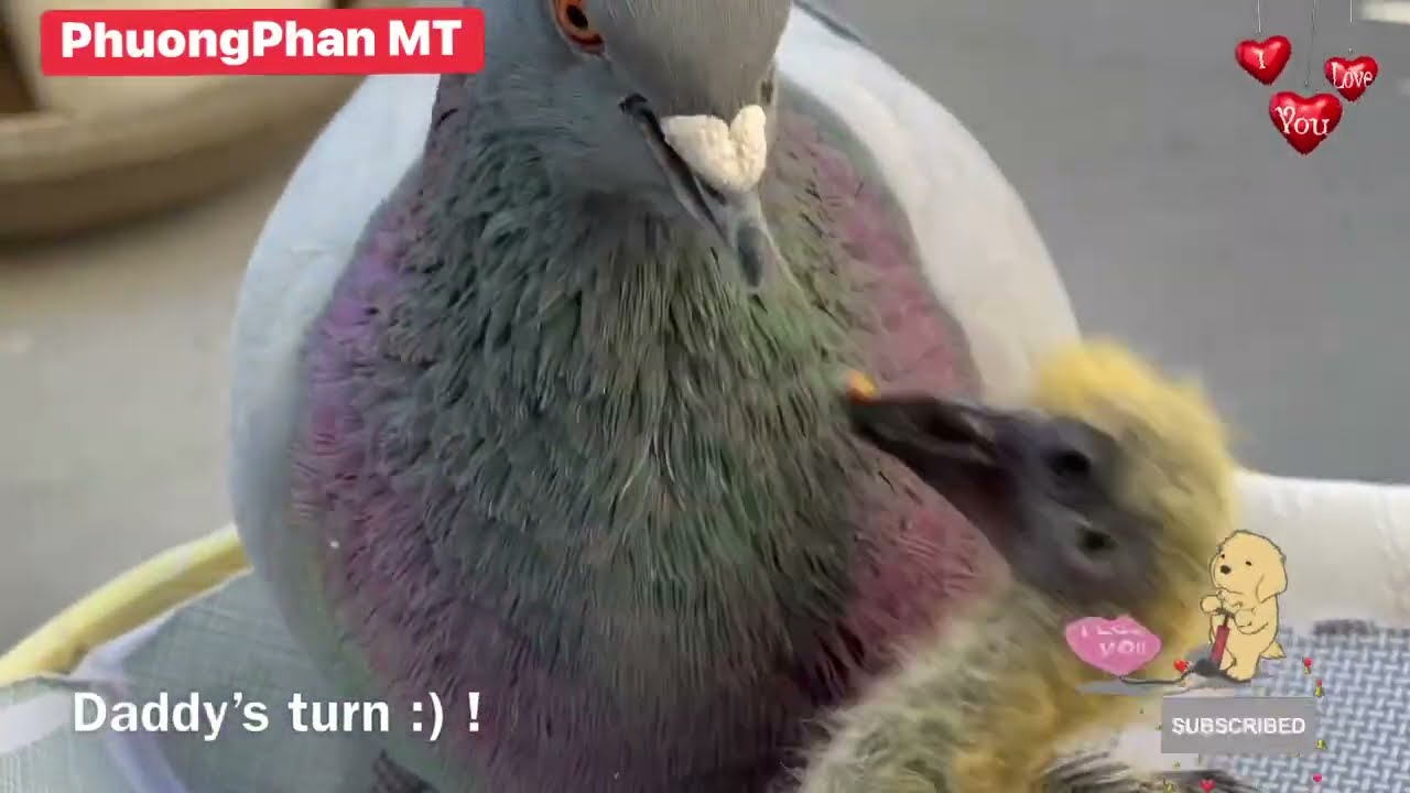 277- Beautiful family of wild pigeons ! - YouTube