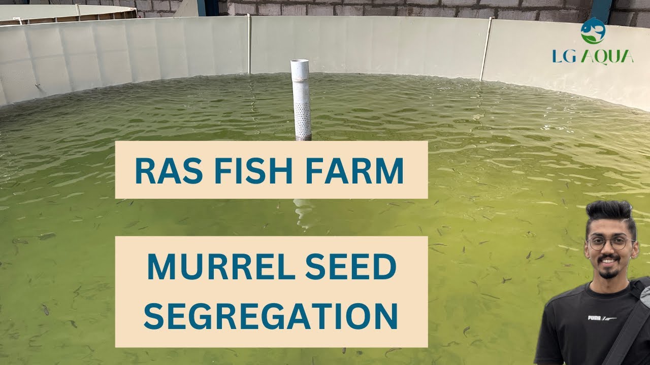 Murrel Seed Segregation in RAS Fish Farm | LG Aqua - YouTube