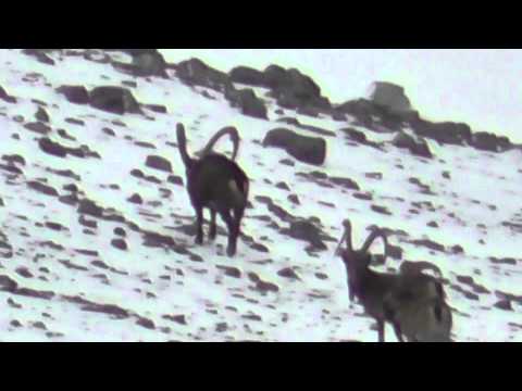 Steinbock Kirgistan Herbst 2014  Tschatkal  an der Grenze nach Usbekistan