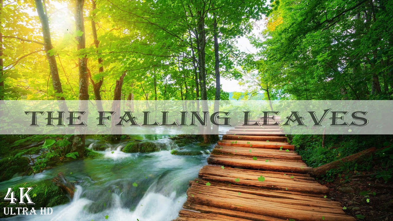 THE FALLING LEAVES: 4K Video with Authentic Nature Sounds for ...