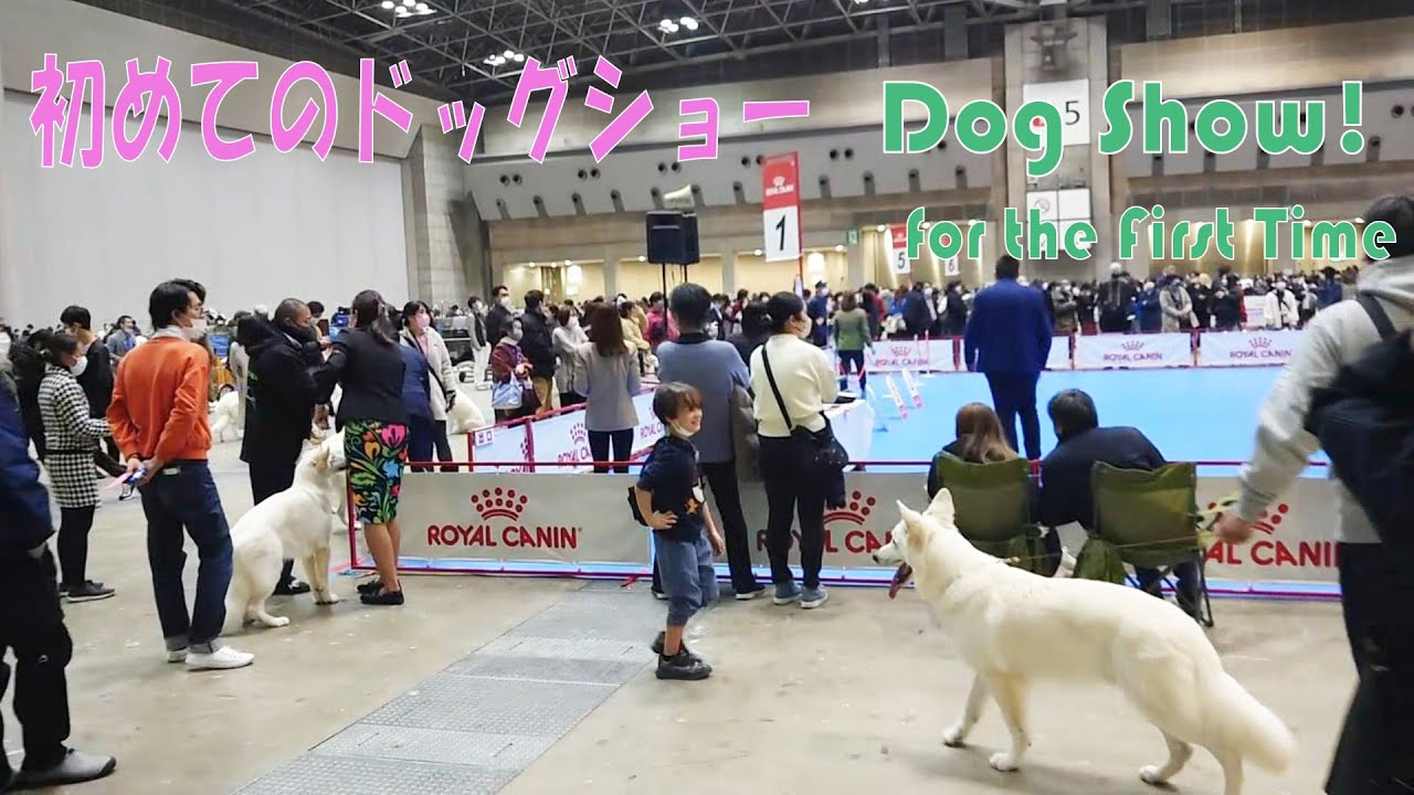 初体験! FCI東京インターナショナルドッグショー😊 First time! FCI Tokyo International Dog Show ...