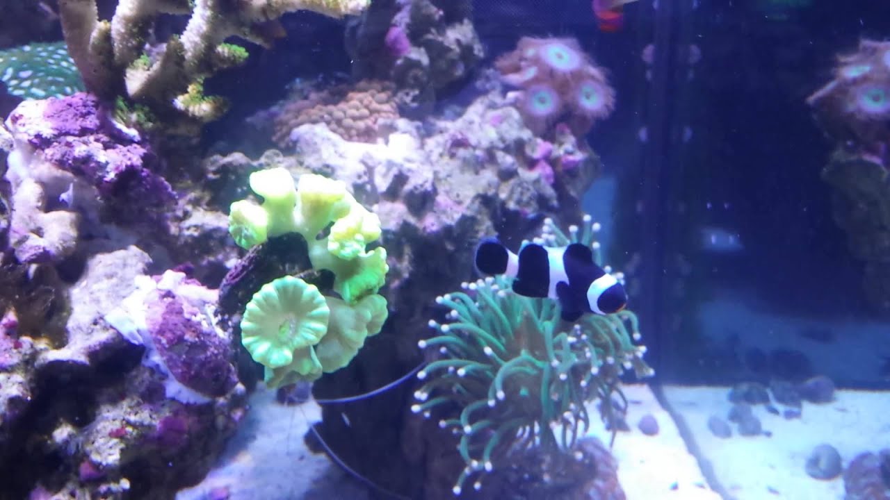 60 Cube Reef Tank Update - YouTube