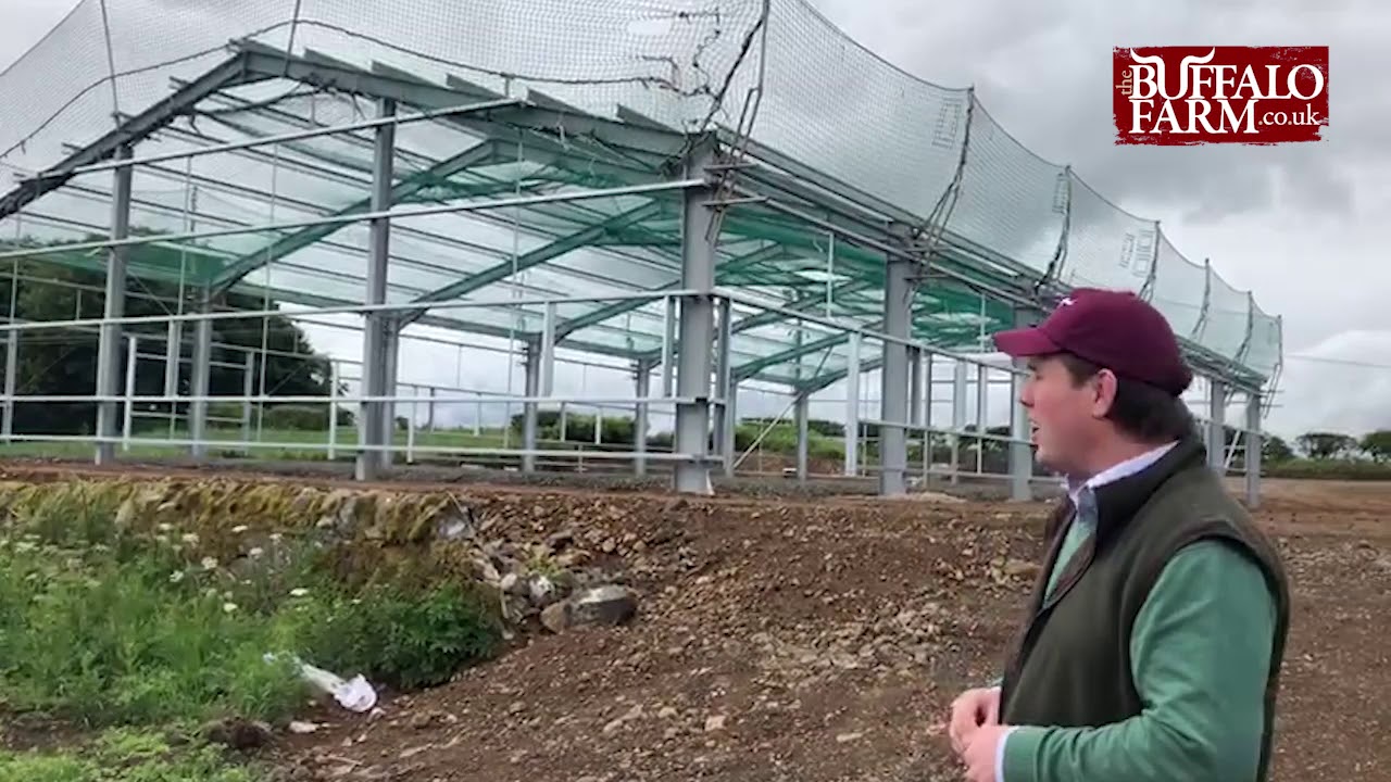 Buffalo Farm Buffalo Mozzarella Production Update - YouTube