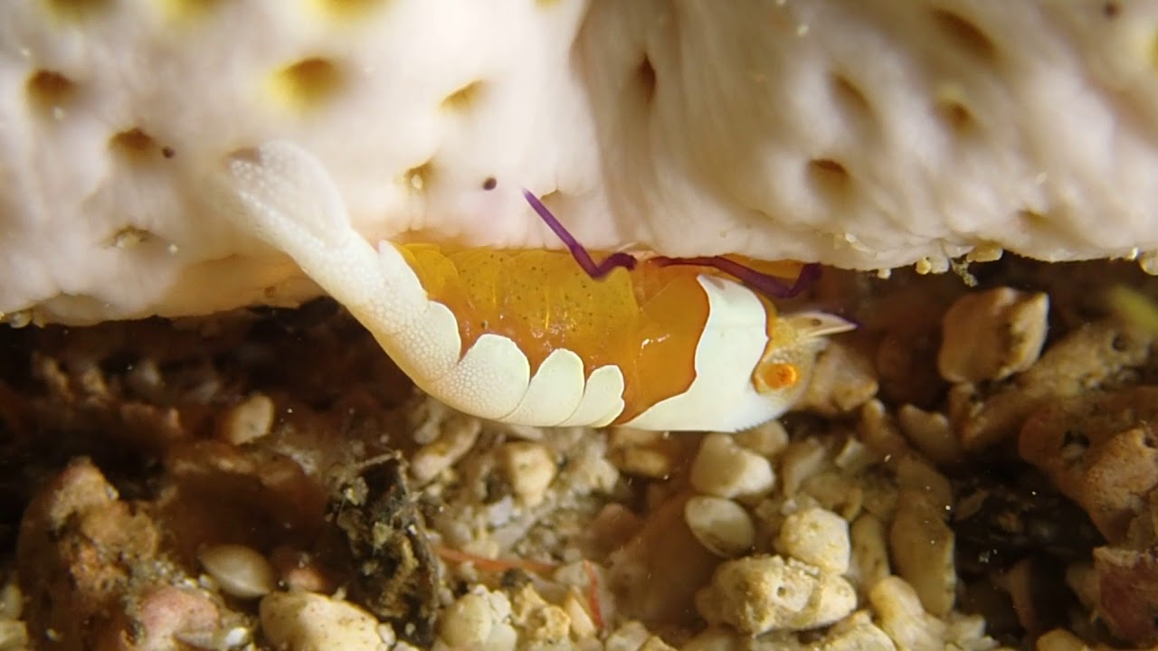 Emperor Shrimp - YouTube