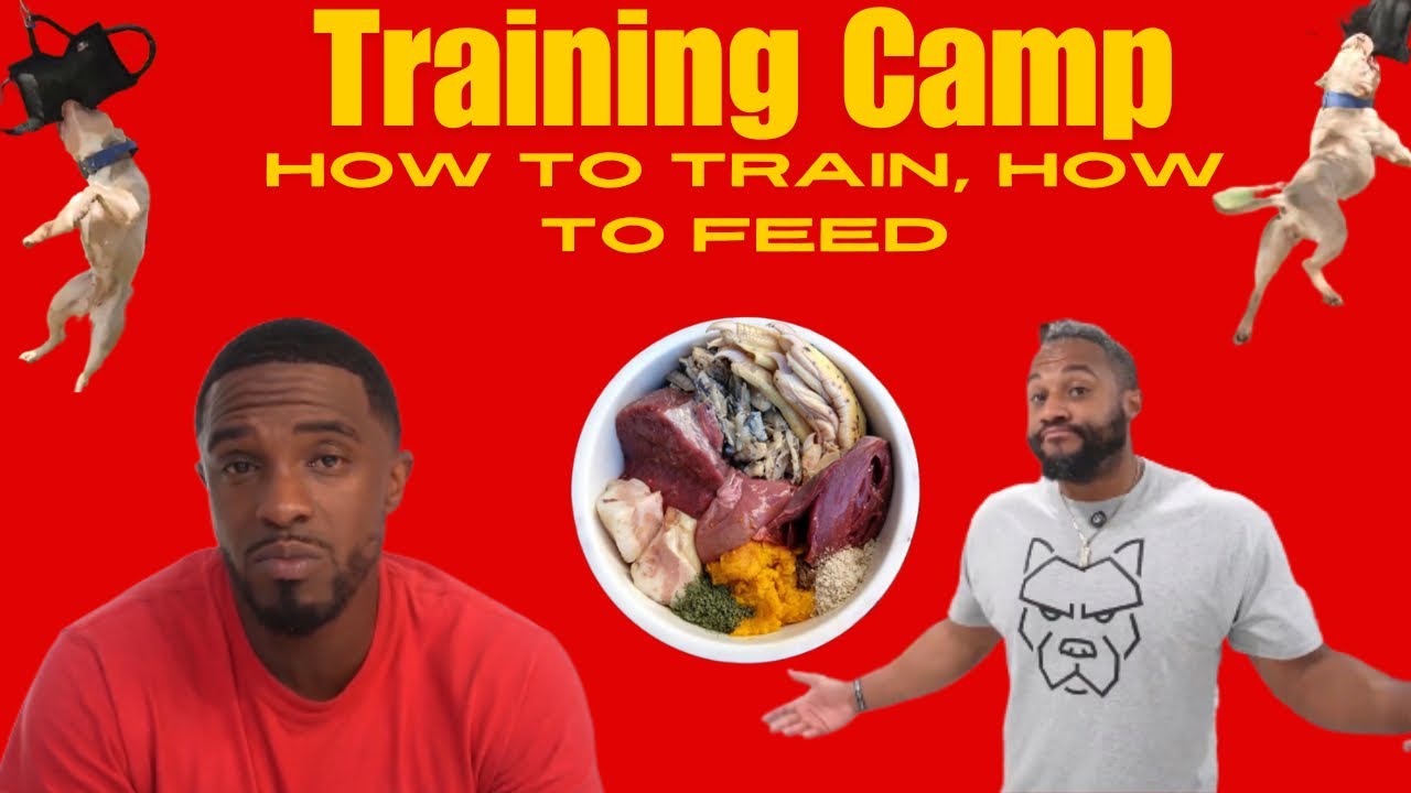 Train Your Dog| Feed a Raw Diet| Training Camp - YouTube