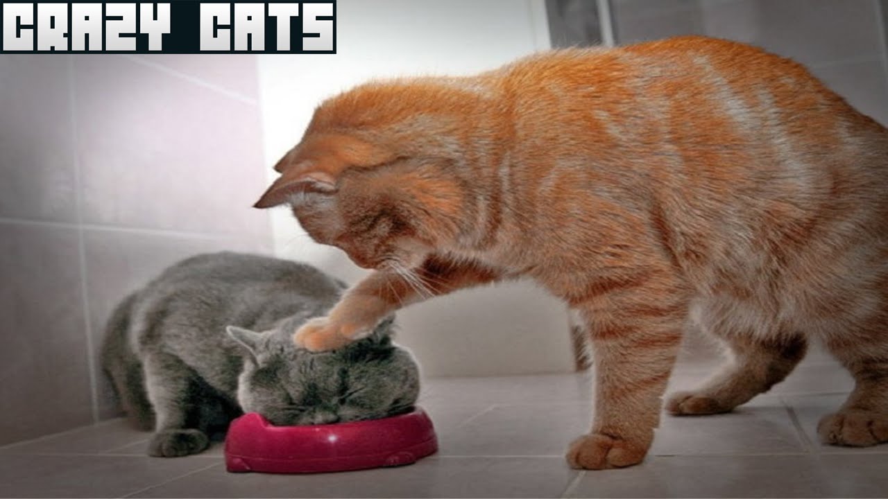Crazy Cats Compilation - Gatos Loucos - Compilació - YouTube