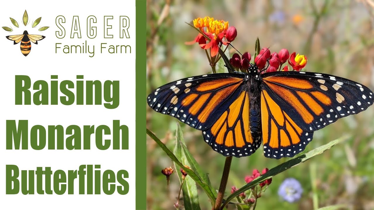 Raising Monarch Butterflies | Sager Family Farm - YouTube