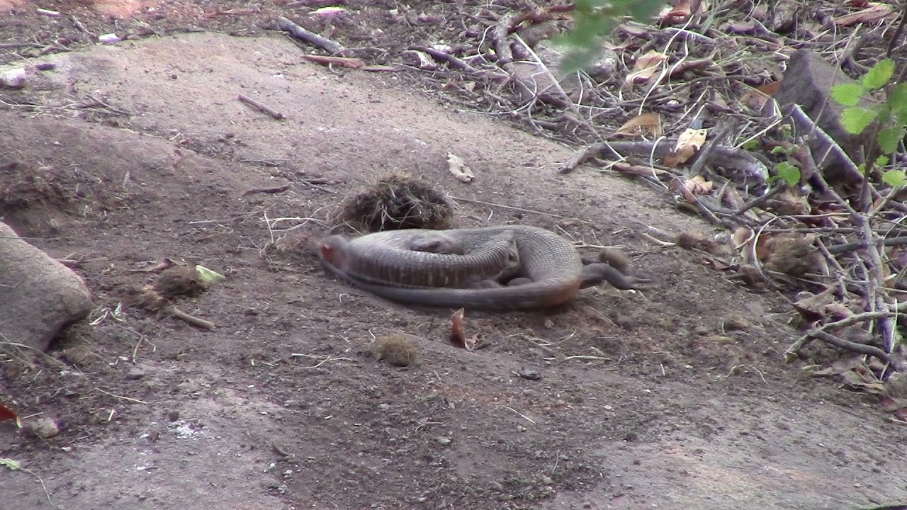 Two giant armored lizards fighting over territory, both are so tired ...