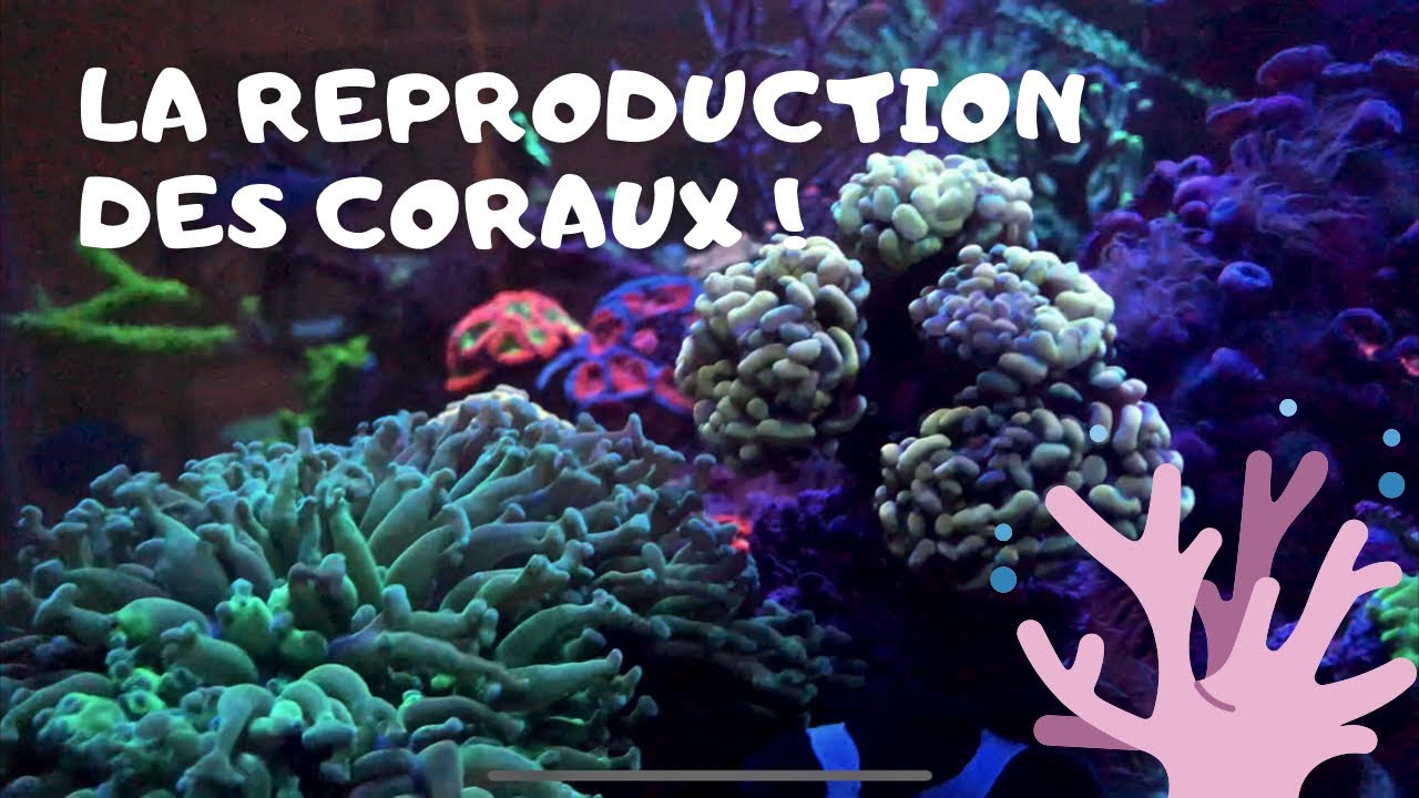 On lâche tout sur la reproduction des coraux ! - YouTube