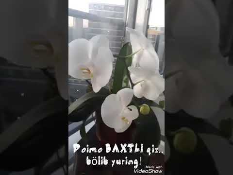 Yana kun sayin!🎵🎶🎵🎶 Oq gülüm..tuğilganiz kun bilan!🌷