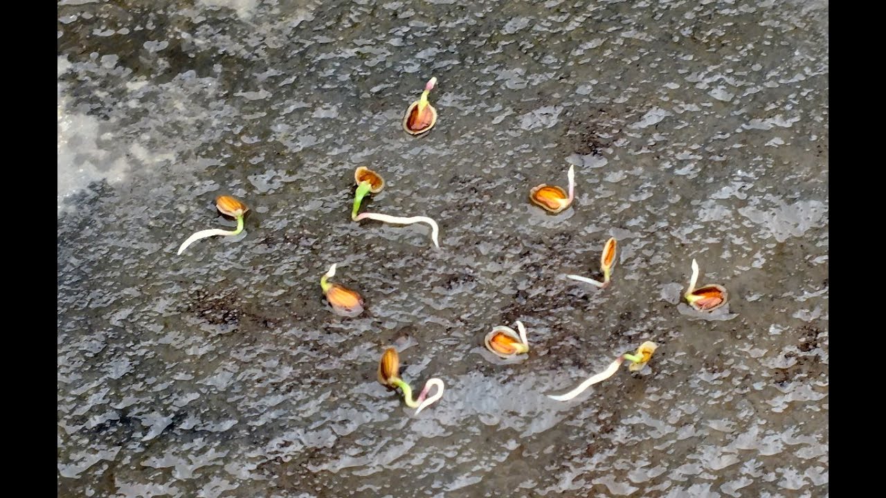 How to sow Pre Germinated Parsnip Seeds in a raised bed Part 1. - YouTube