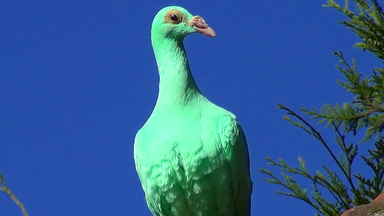 Pigeon Vert ( English Carrier ) - YouTube
