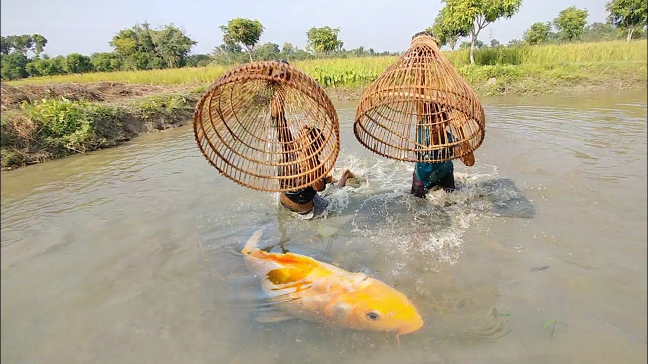 Horrible Golden fish catching video | attractive fish catching by fish ...
