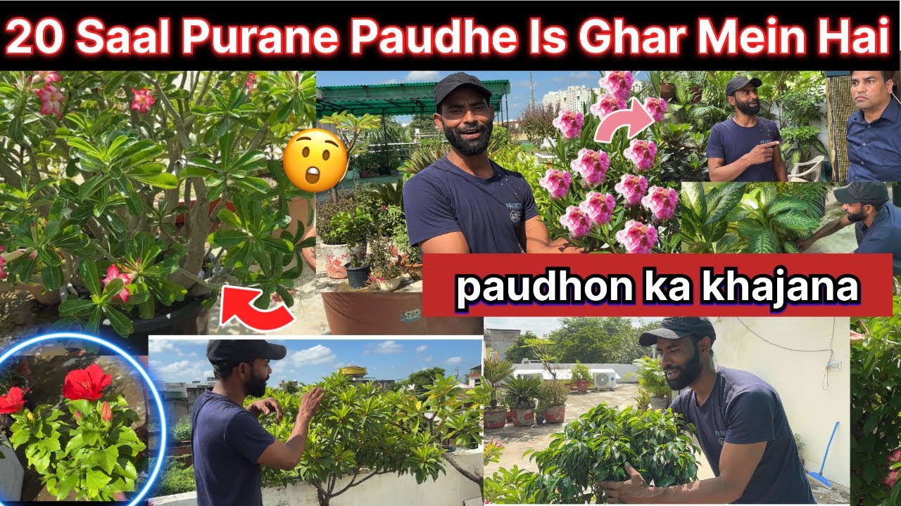 20 Sal purane paudhe paudhon ka khajana hai yahan per best gardening ...