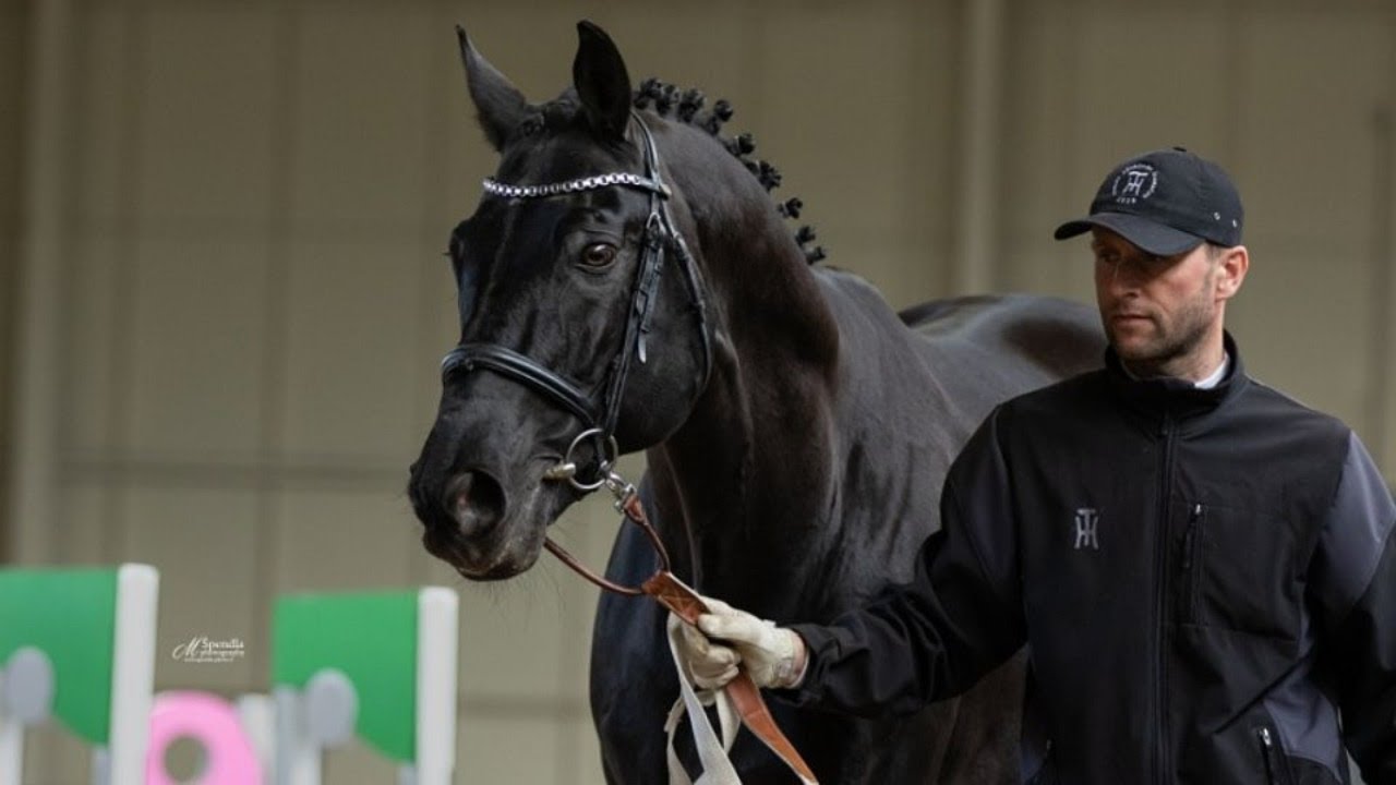 Sledujte ŽIVĚ na EquiTV: Přehlídka plemenných hřebců 2020 v Tlumačově ...