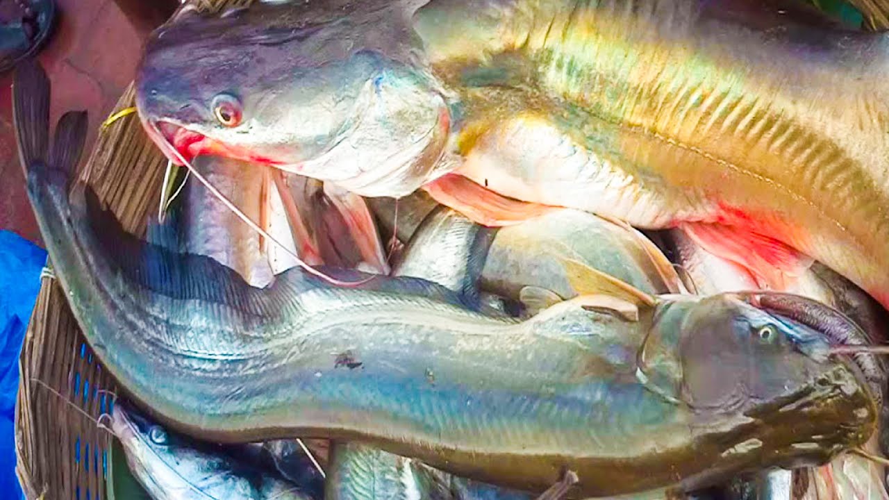 নদীতে অনেক বড় বড় বোয়াল মাছ || There are many big boal fish in the ...