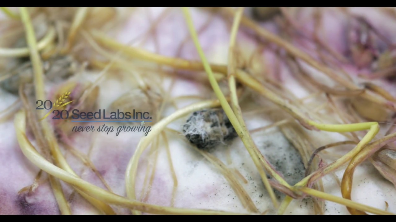 Fungal Infection In A Seed Sample - YouTube