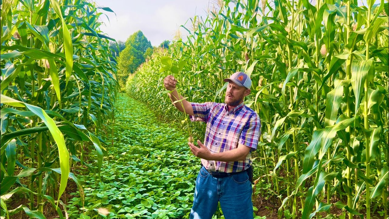 The intercropped soybean/ corn field! - YouTube