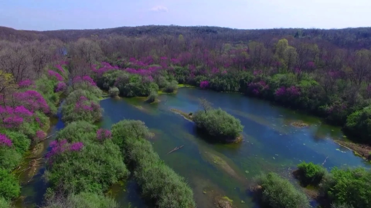 Danville illinois drone footage kickapoo state park red bud maples in ...