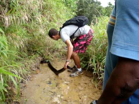 Boa Constrictor in Dominica - YouTube