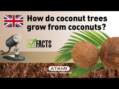 How do coconut trees grow from coconuts? Plant life cycle!\u0000 | (EN)