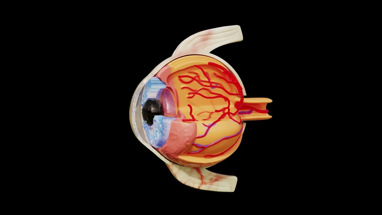 Anatomía Del Ojo 3d Anatomía Del Ojo Y De La Estructura, Músculos,