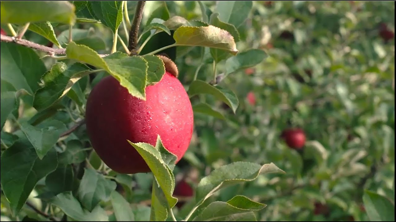Knouse Foods Orchard to Apple Sauce - YouTube