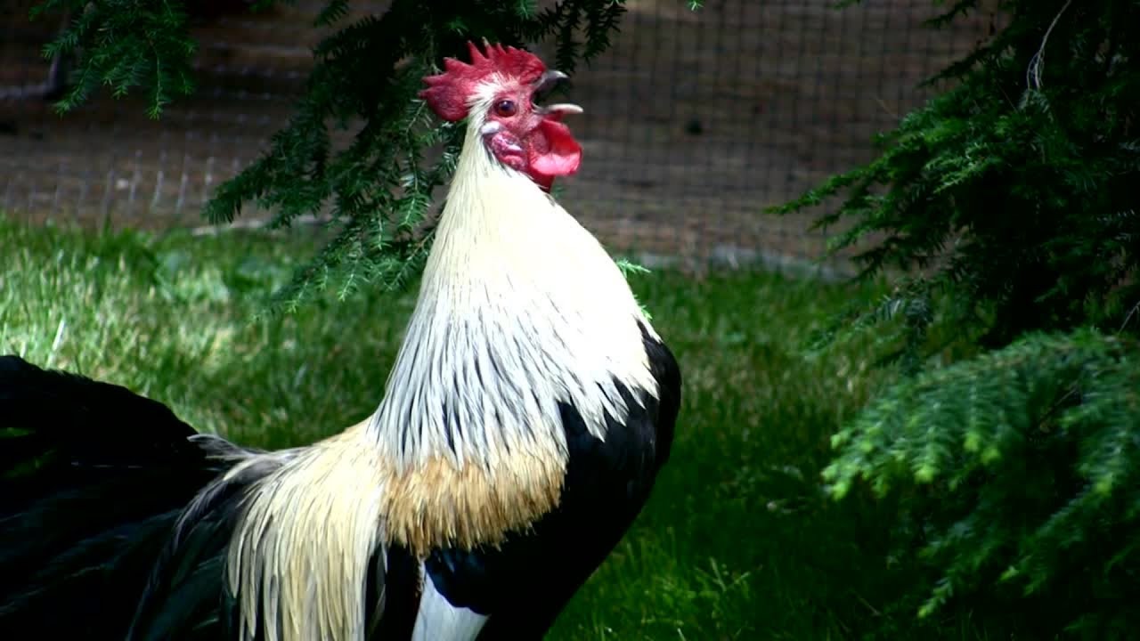 rooster crowing loud sound effects in the morning | kids video ...