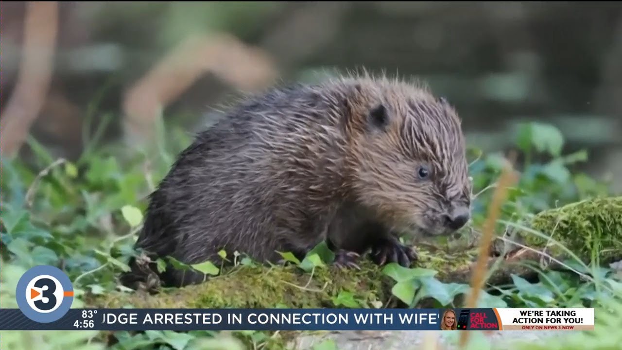 Newshounds Now Update: Beaver baby boom - YouTube
