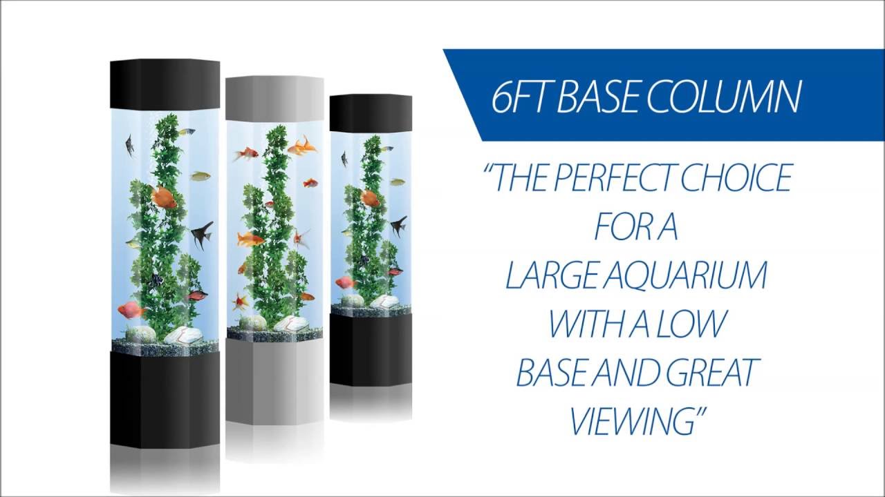 Featuring the 6ft Base Column rental aquarium from Aqualease - YouTube