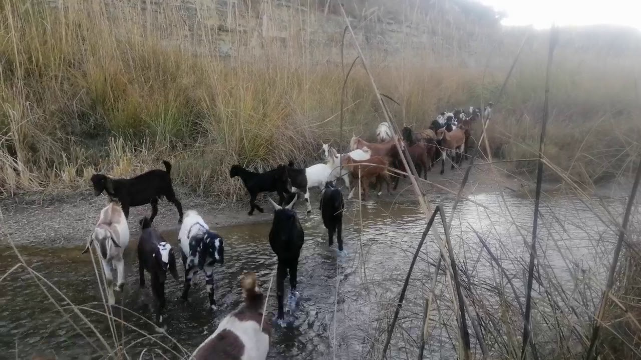 Beautiful Goat's Crossing River in Chakwal. Lands For sale Available in ...