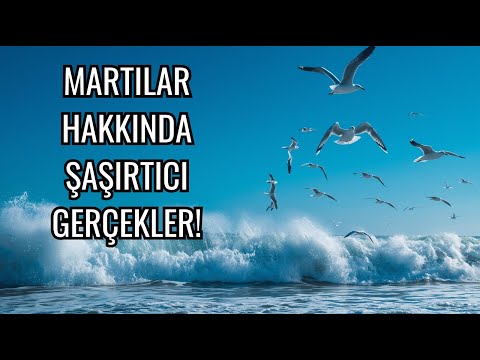 MARTILARIN GİZEMLİ DÜNYASI 🐦🌊 | #Martı #HayvanBilgileri