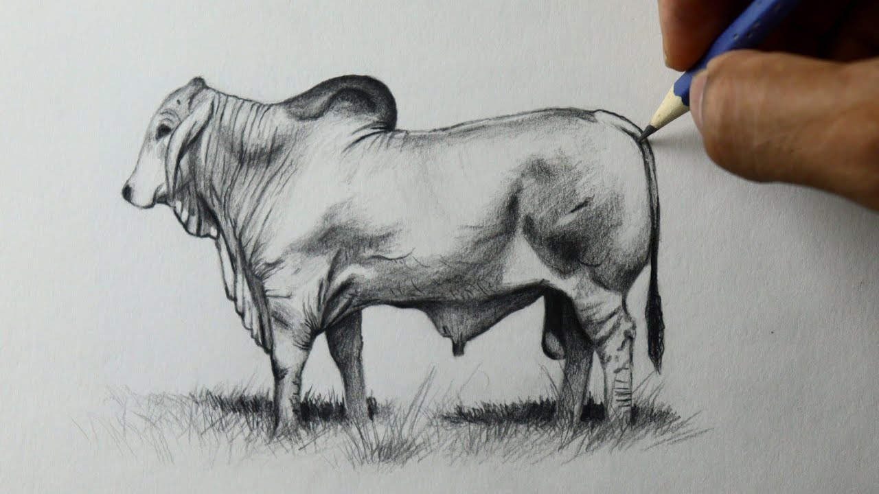 Como Desenhar Um Boi Brahman Passo A Passo Narrado Youtube