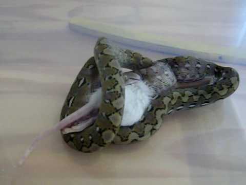 Netzpython frisst Ratte / Dwarf retic feeding - YouTube