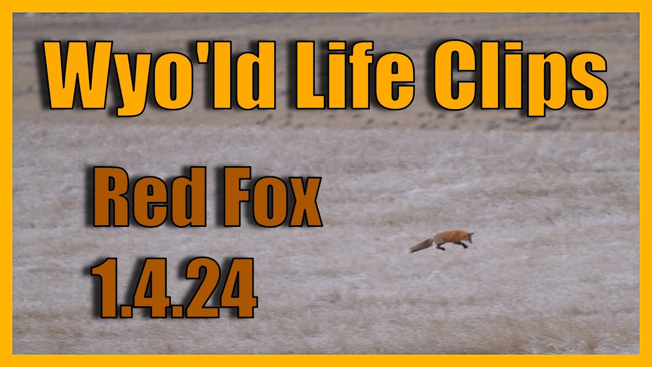 Red Fox 1.4.24 - YouTube
