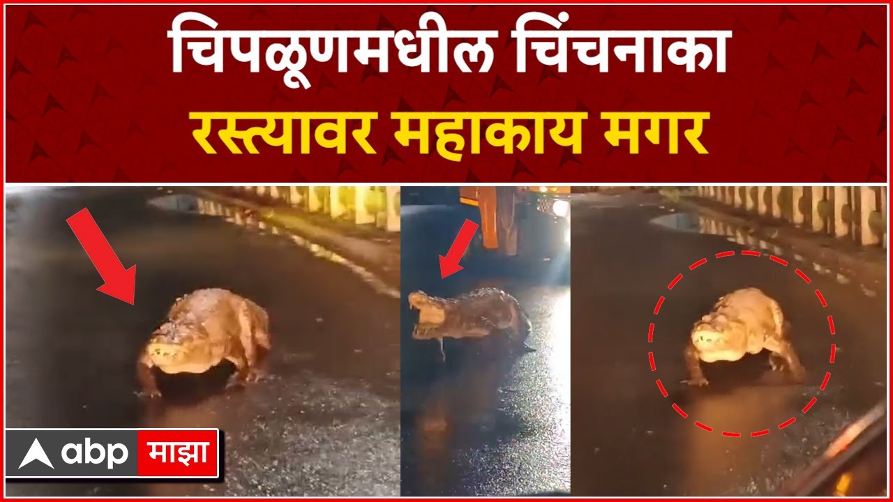 Chiplun crocodile : चिपळूणमधील चिंचनाका रस्त्यावर महाकाय मगर आढळली ...