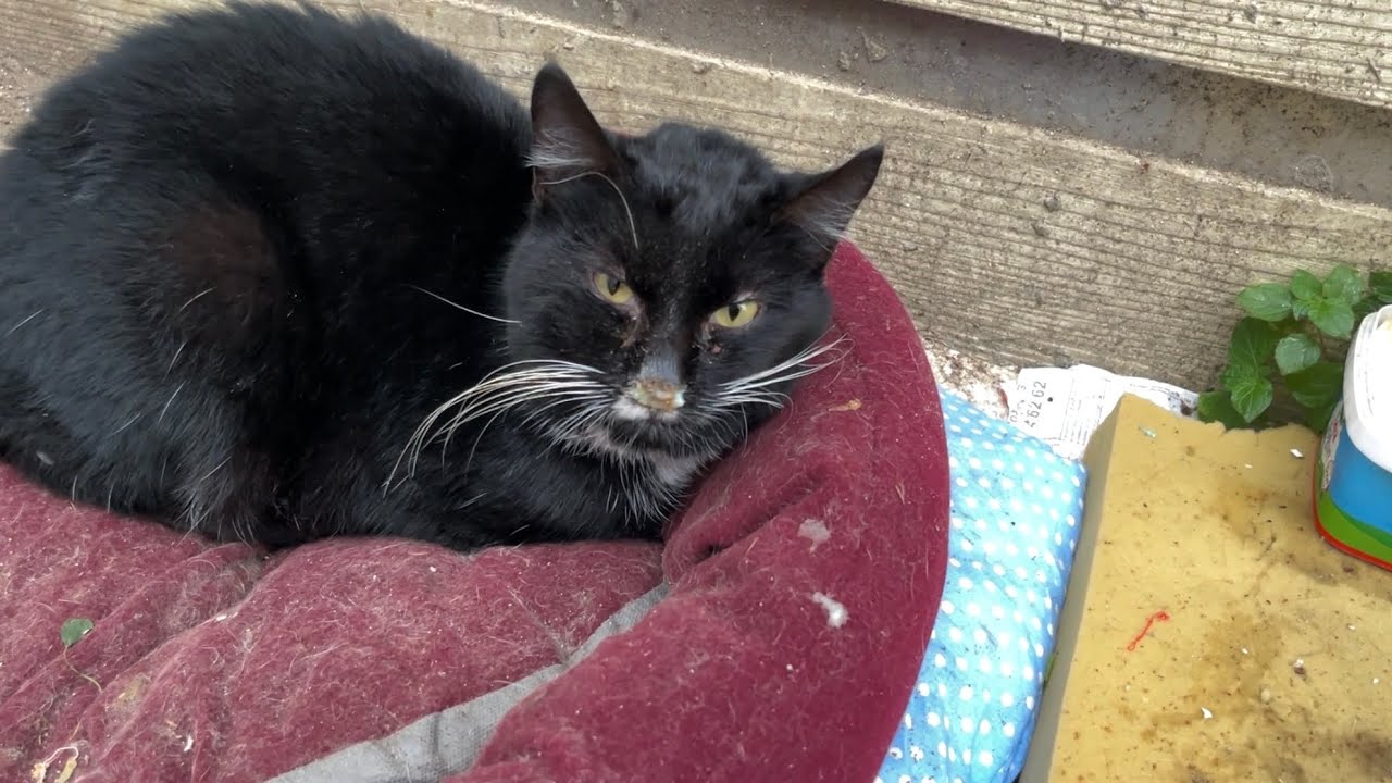 a good stray cat chills in the cold - YouTube