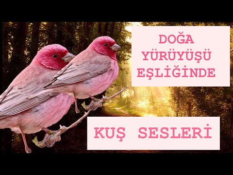 Ormanda Doğa Yürüyüşü & Kuş Sesleri – 2 Saat Huzur • Rahatlama • Meditasyon