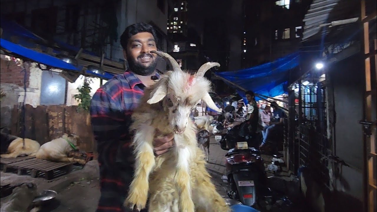 13500 Main Boer Goats And Sanean Bakri At GK Goat Farm Mumbai. - YouTube