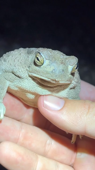 Texas Toad on the Road - YouTube