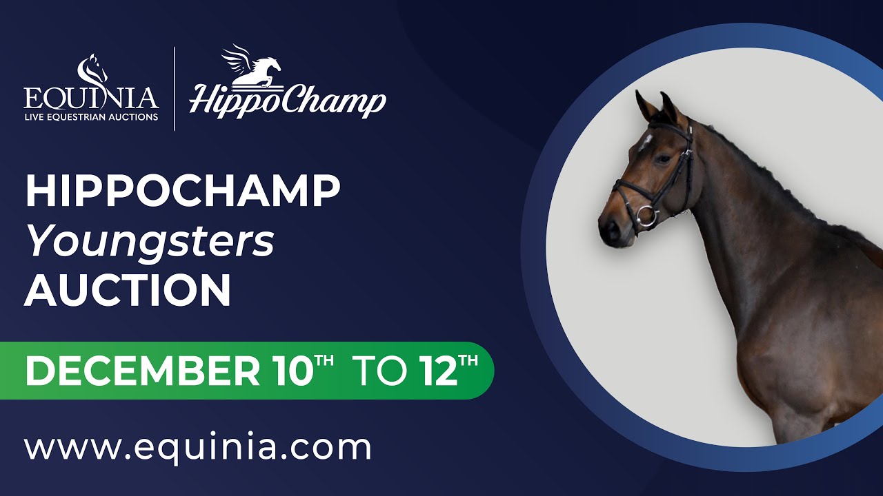EQUINIA Hippochamp Youngsters AUCTION 10-12 DEC - YouTube