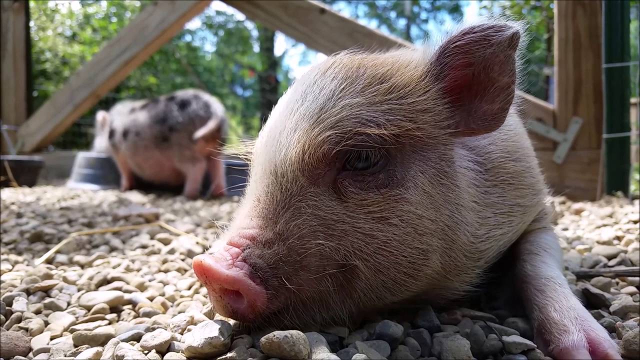 Juliana Mini Painted Pig life - YouTube