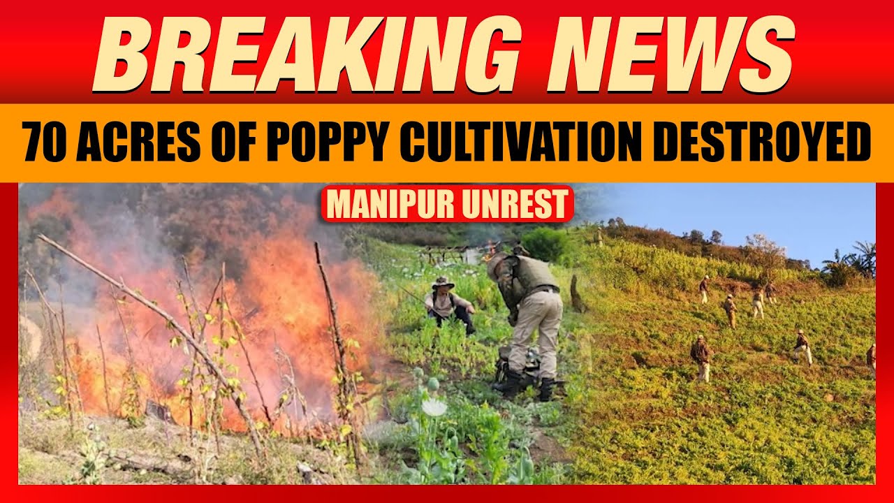 Manipur: 70 Acres of Illegal Poppy Cultivation Destroyed in Ukhrul ...