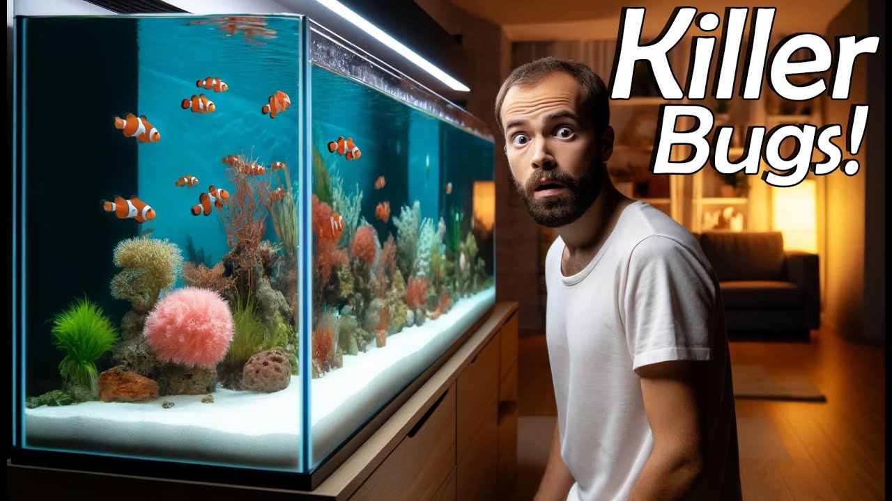 How to cure Marine Ich, White spot disease, in saltwater aqurariums ...