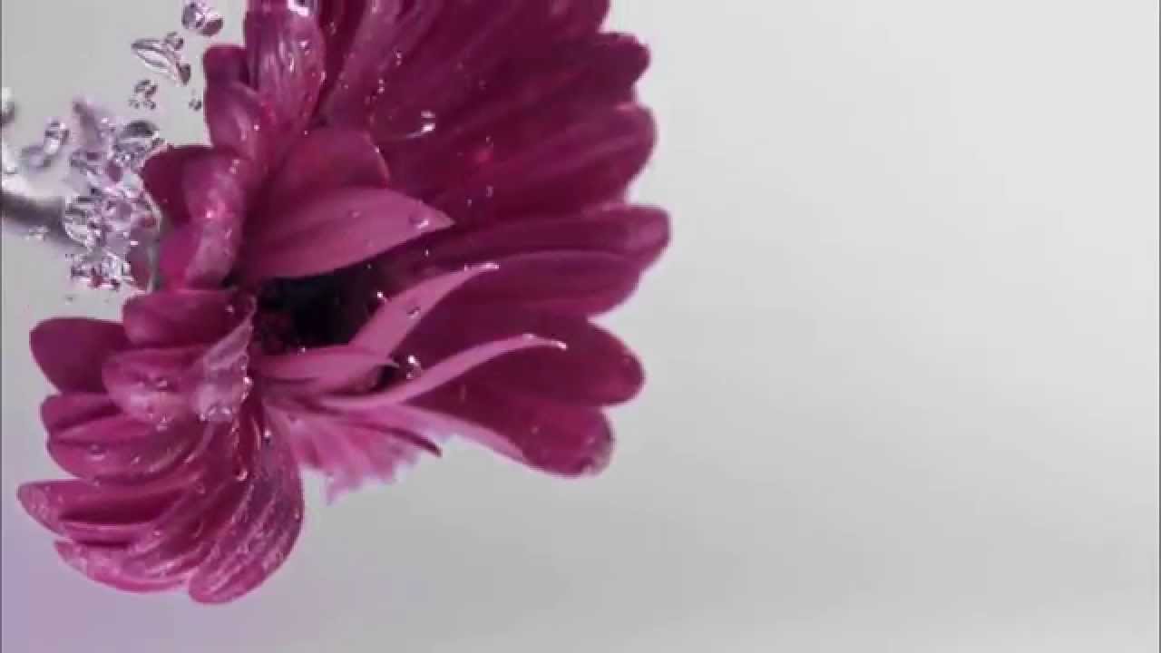 Douglas Pashley - Chasing Harri - YouTube