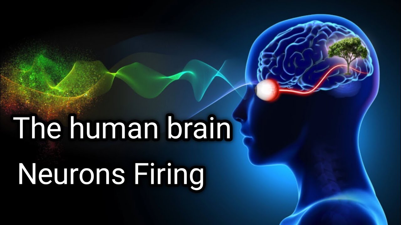The human brain neurons firing|neurons working in the brain|Beauty of ...