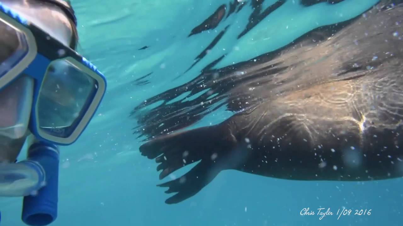 Narooma snorkelling with seals - YouTube