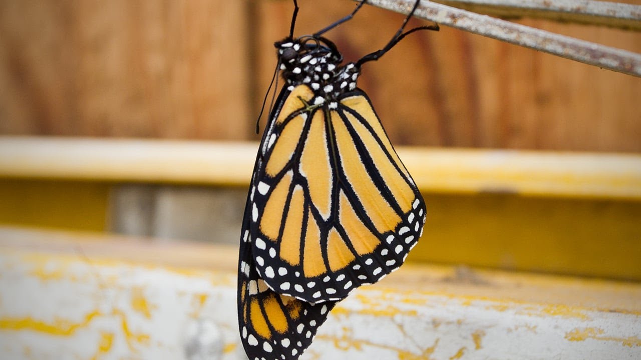 🛸HydraFlexiN💪Stream #1 - YouTube